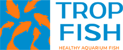 TropFish – Постачальник декоративних акваріумних та ставкових риб ...