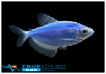 TropFish – здоровые аквариумные рыбки оптом с быстрой доставкой по Украине.