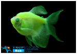 TropFish – здоровые аквариумные рыбки оптом с быстрой доставкой по Украине.