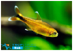 TropFish – здоровые аквариумные рыбки оптом с быстрой доставкой по Украине.